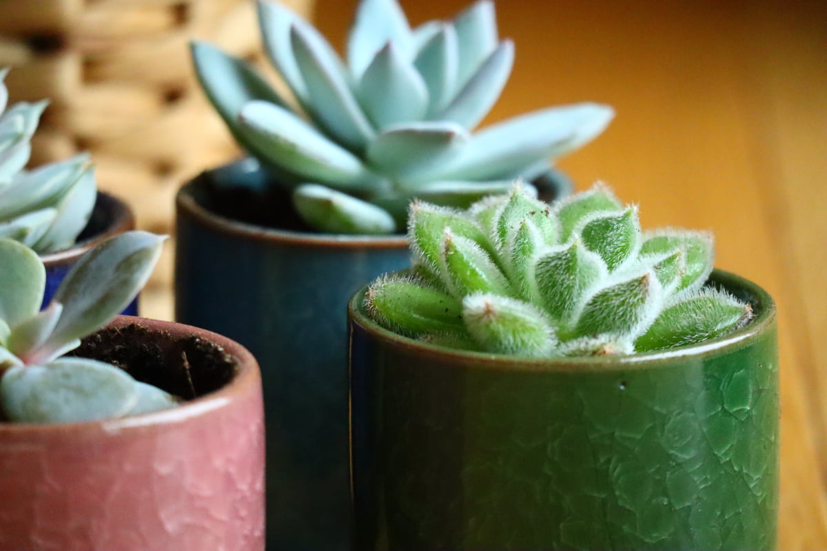 Offrez des succulentes en toute occasion